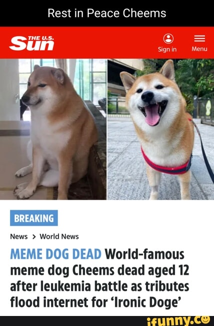 Rest in Peace Cheems Sun BREARING News > World News MEME DOG DEAD World ...