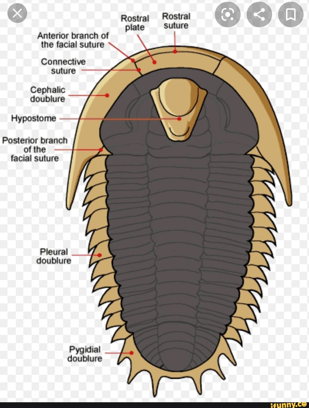 Rostral Rostral plate suture Anterior branch of the facial suture ...