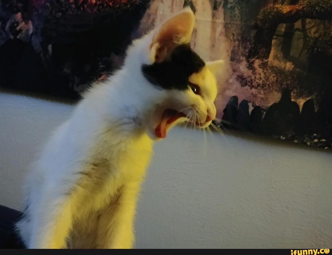 Calico_darling memes. Best Collection of funny Calico_darling pictures ...