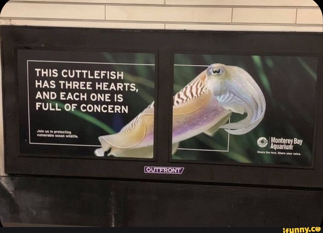 Cuttlefish memes. Best Collection of funny Cuttlefish pictures on iFunny
