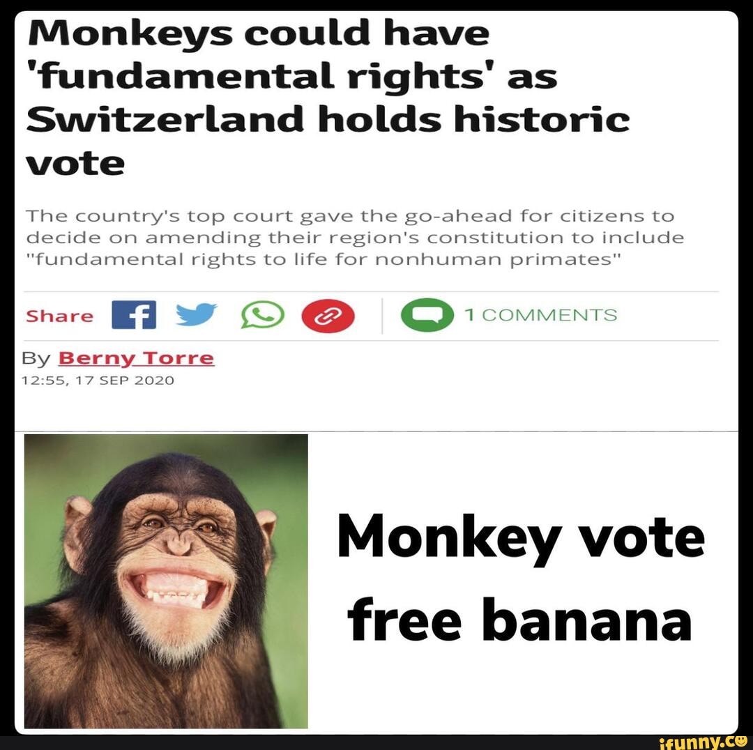 Monkeys could have 'fundamental rights' as Switzerland holds historic ...
