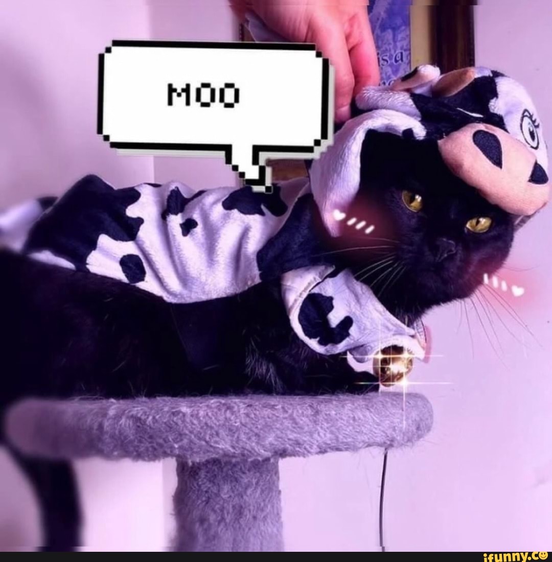 Moo Cow Cat