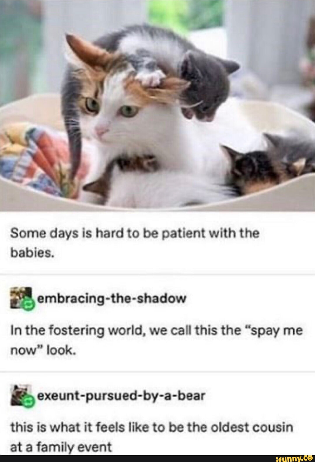 Spay memes. Best Collection of funny Spay pictures on iFunny