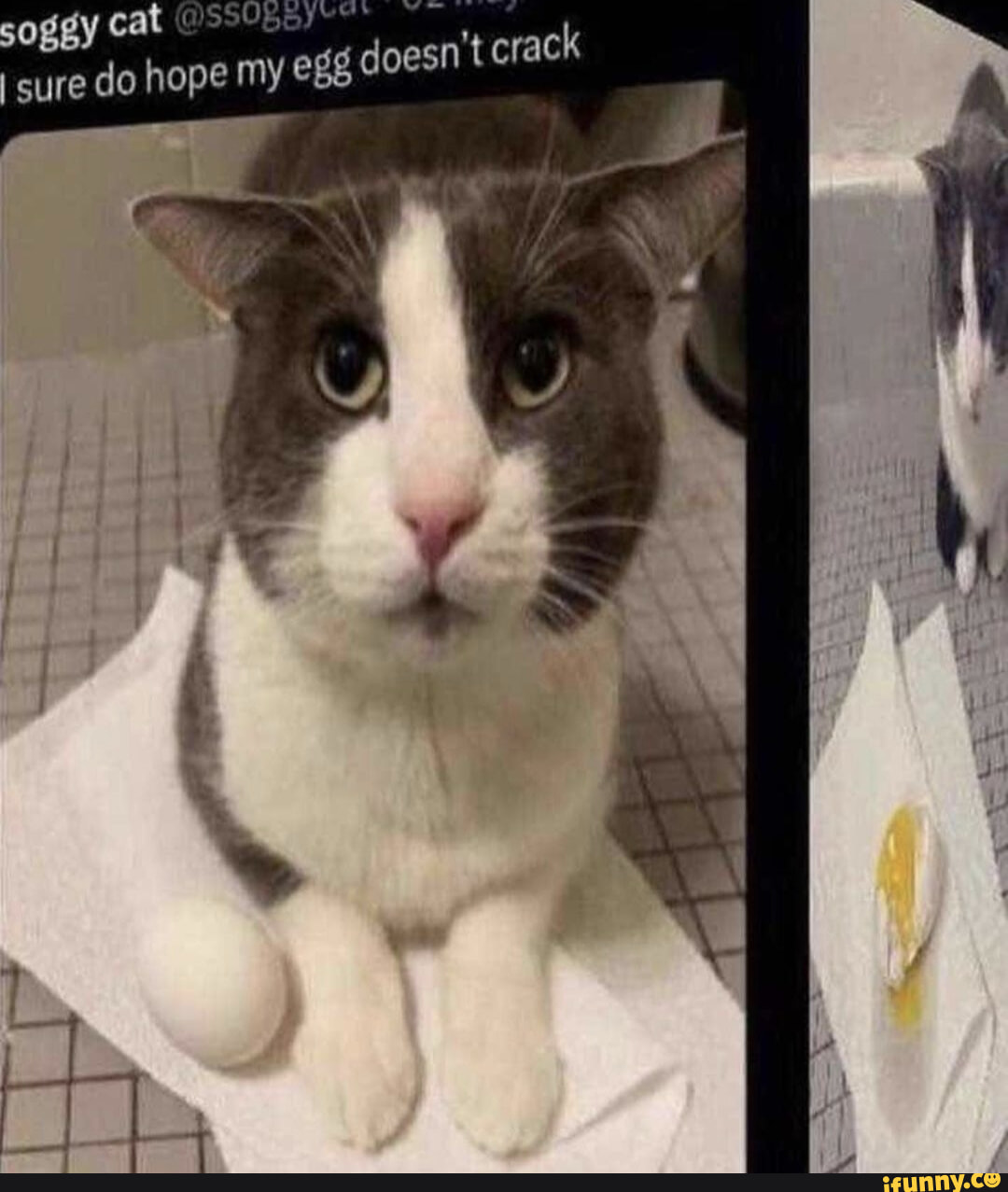Egg_irl - soggy cat sure do hope my doesn't crack - iFunny