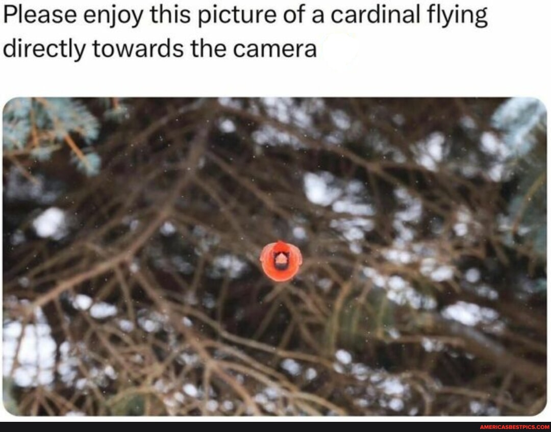 Please enjoy this picture of a cardinal flying directly towards the ...