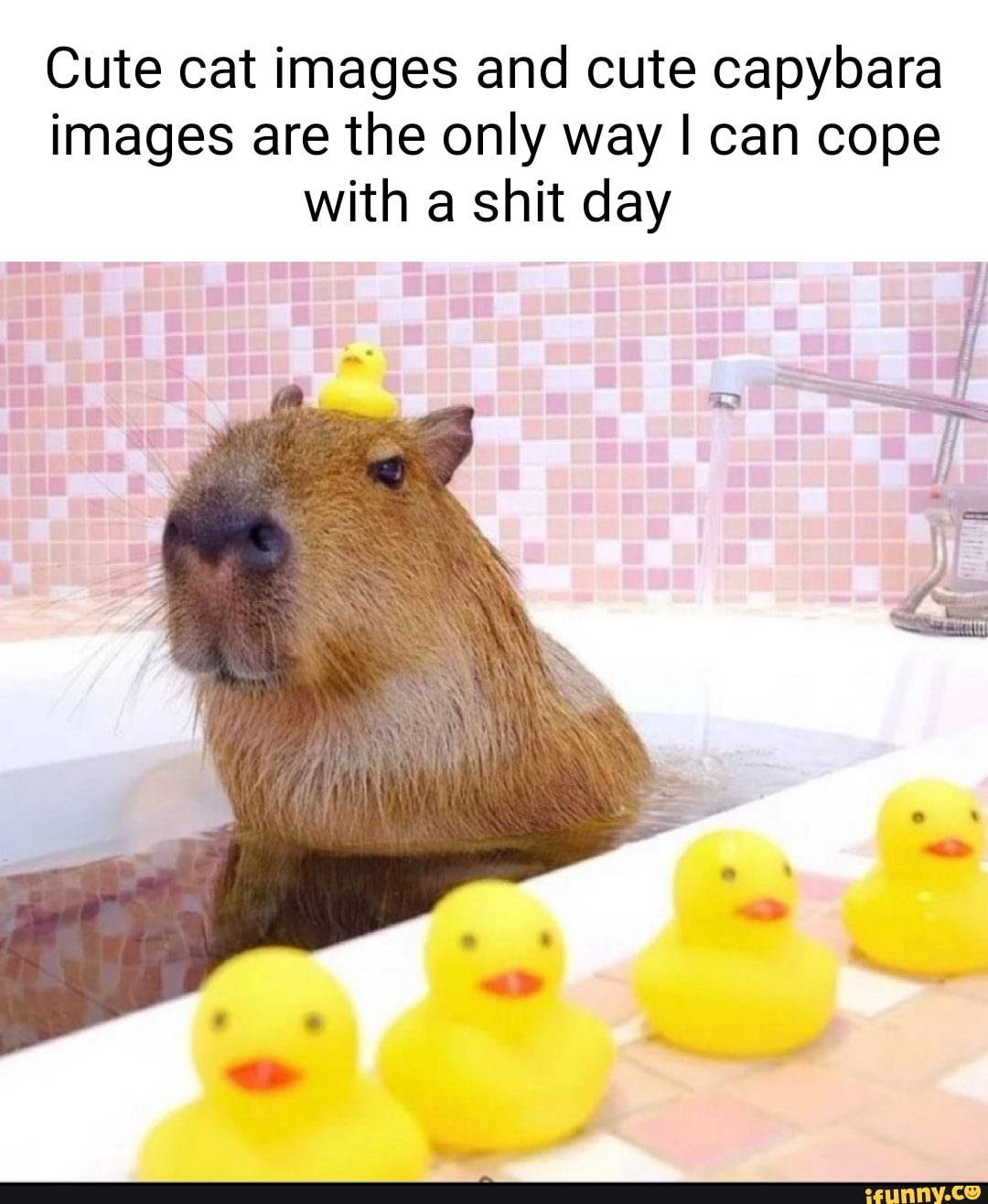 Cute cat images and cute capybara images are the only way I can cope ...