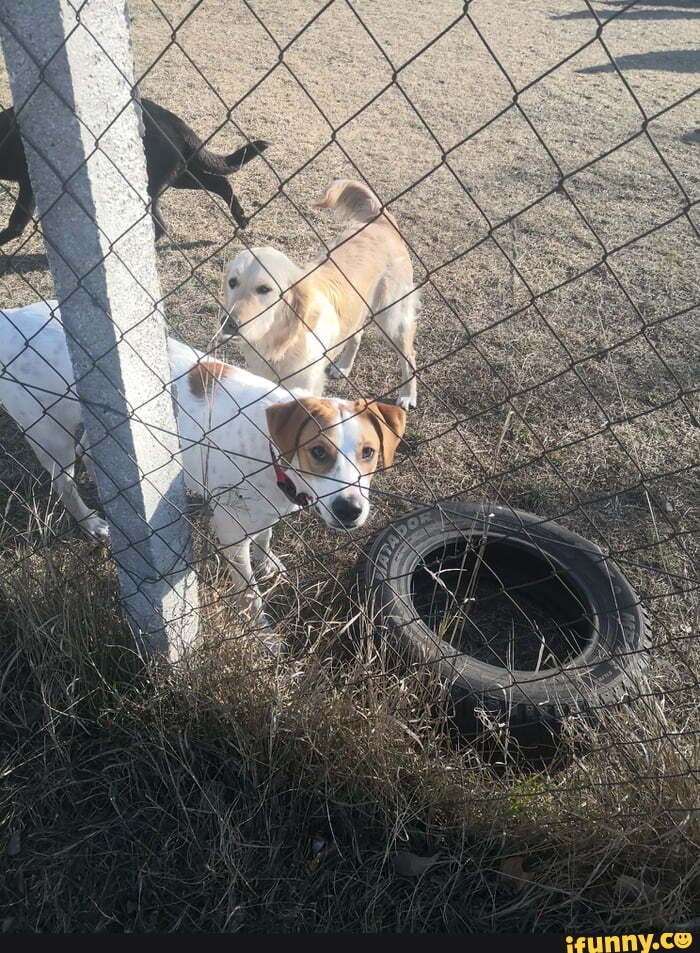 Wuff memes. Best Collection of funny Wuff pictures on iFunny