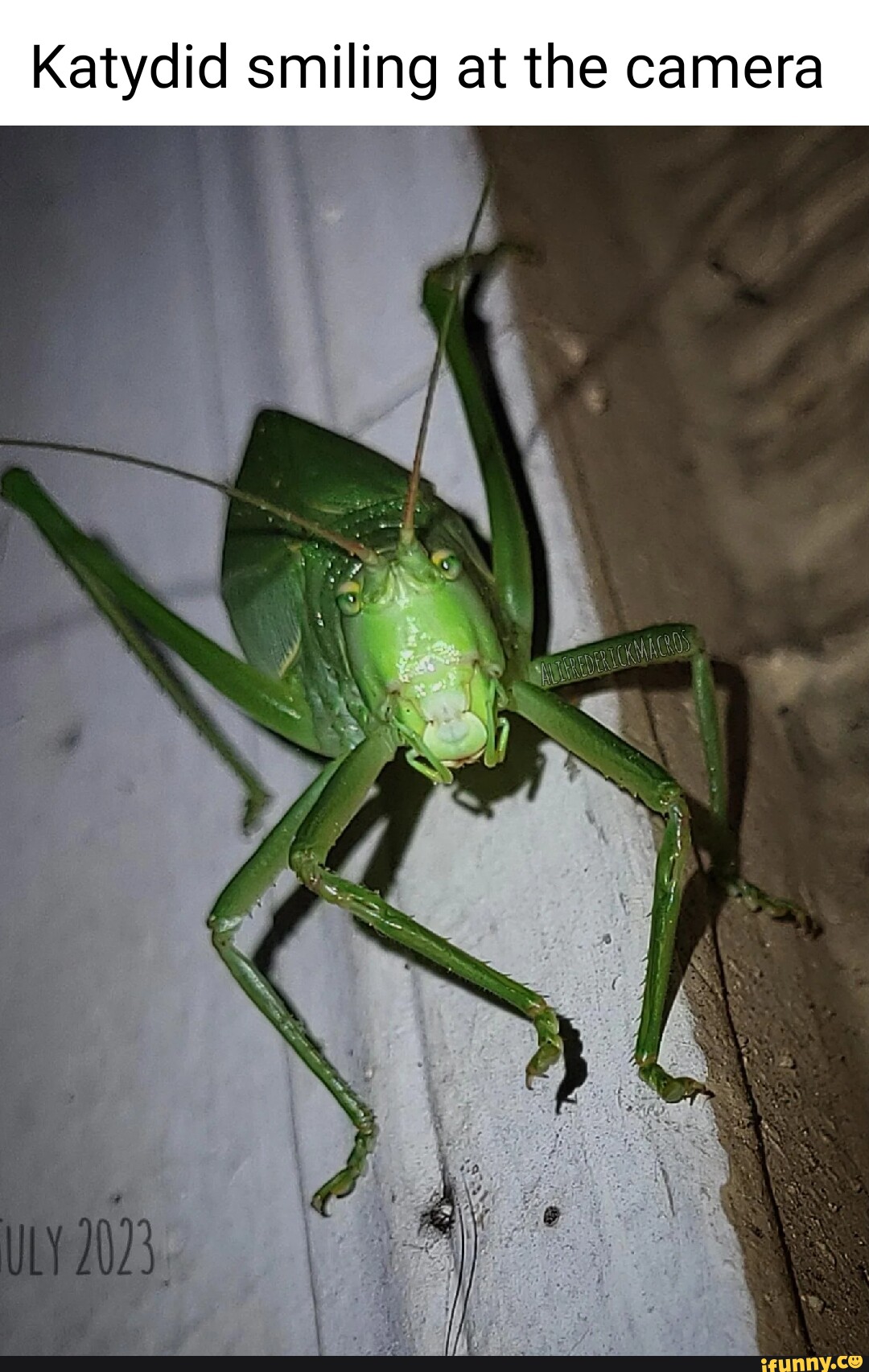 Katydid memes. Best Collection of funny Katydid pictures on iFunny