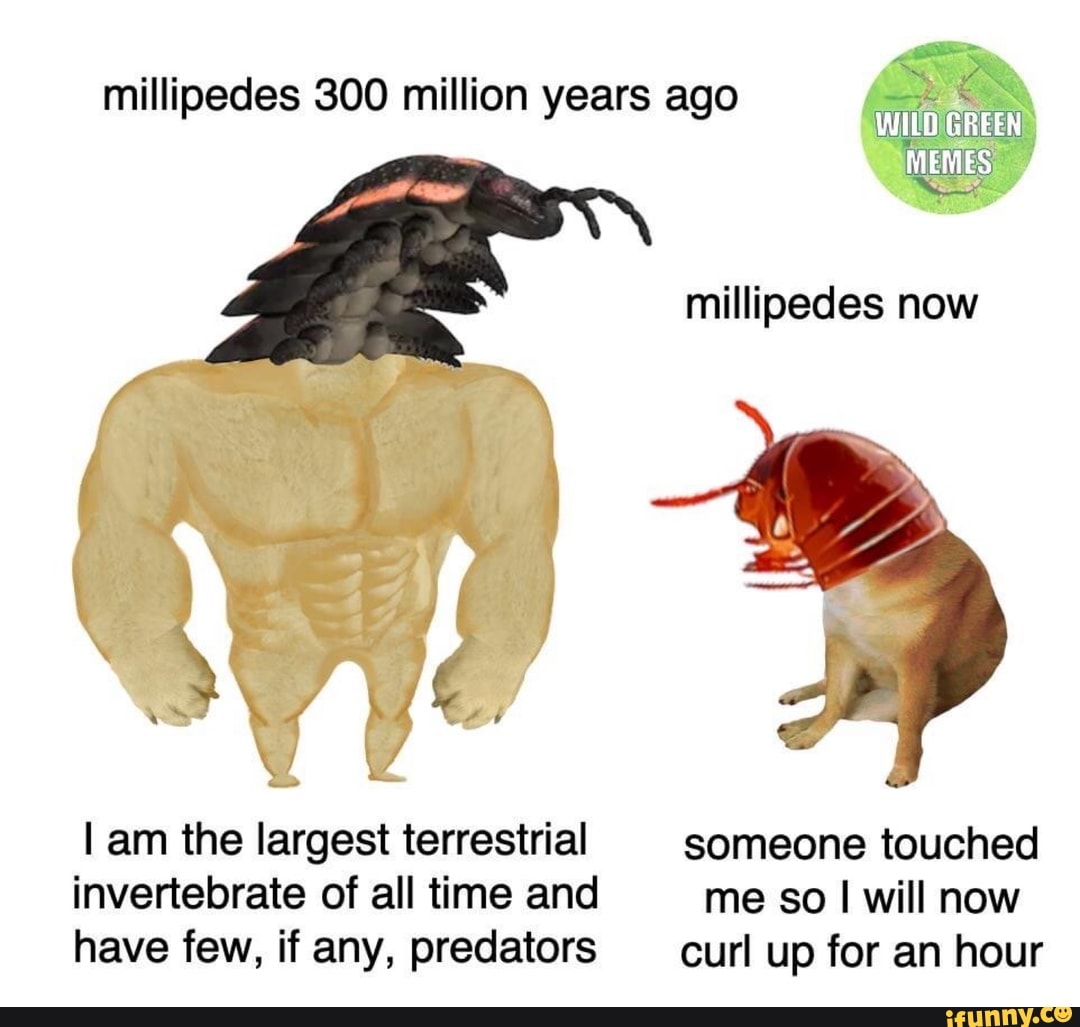 Millipedes 300 million years ago act MEMES) millipedes now I am the ...