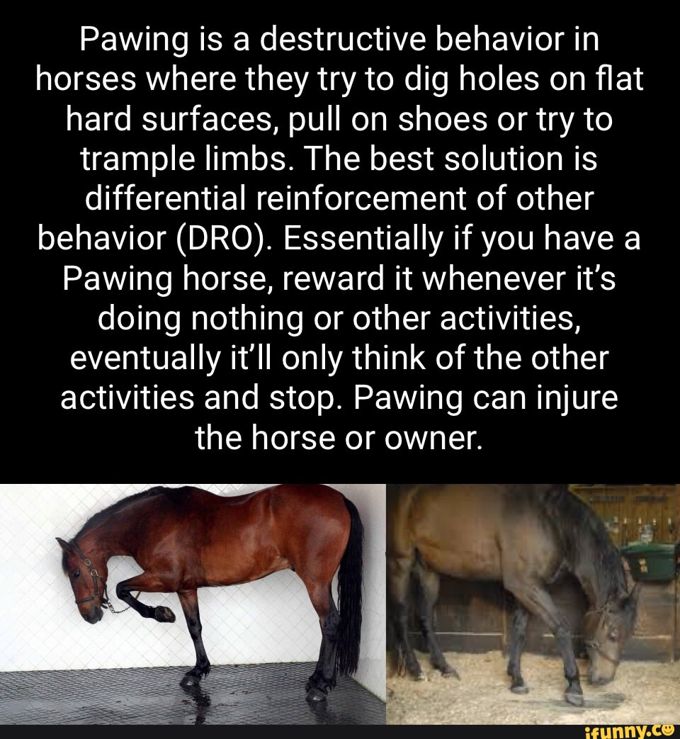 Pawing is a destructive behavior in horses where they try to dig holes ...