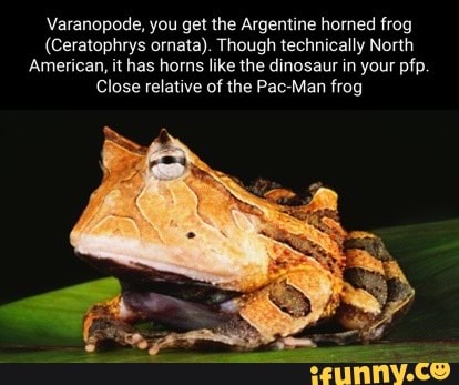 Varanopode, you get the Argentine horned frog (Ceratophrys ornata ...
