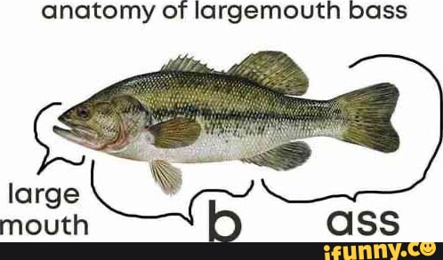 Anatomy of largemouth bass ass - iFunny