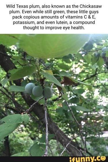 Wild Texas plum, also known as the Chickasaw plum. Even while still ...
