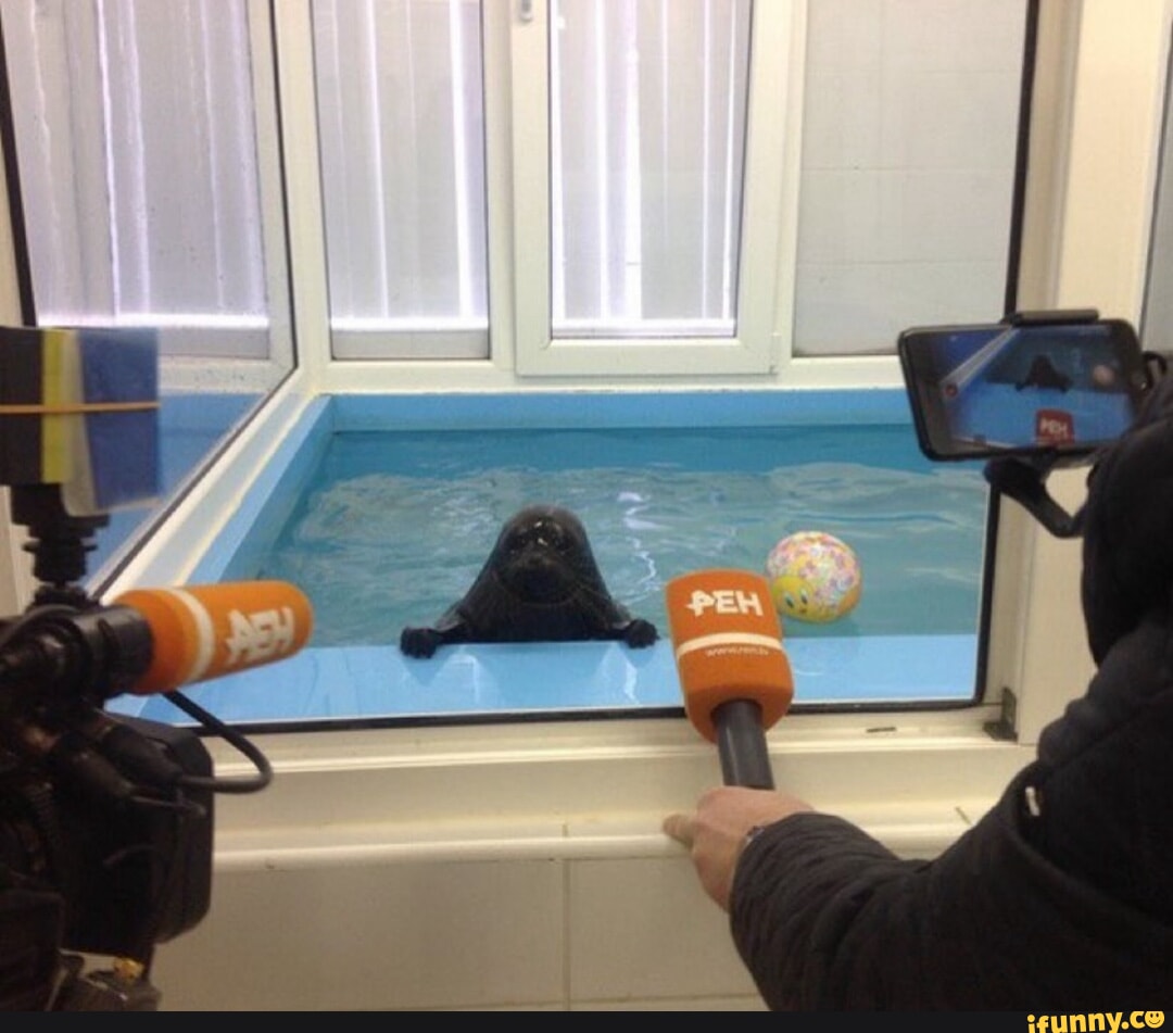 Seals memes. Best Collection of funny Seals pictures on iFunny