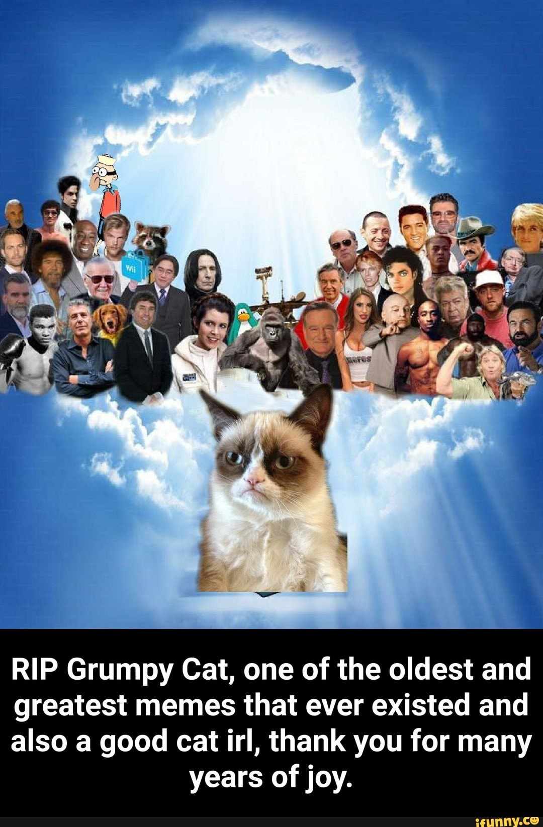 RIP Grumpy Cat, one of the oldest and greatest memes that ever existed ...