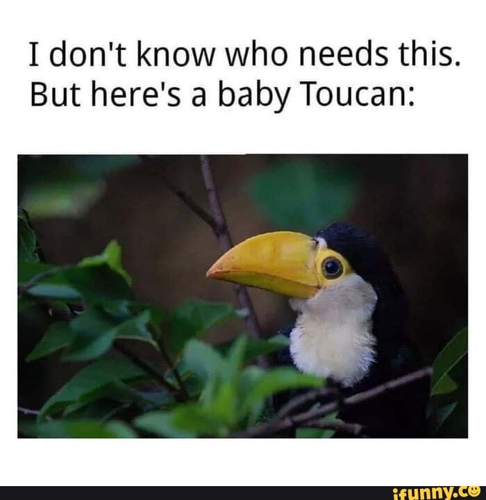 Keel_billed_toucan memes. Best Collection of funny Keel_billed_toucan ...