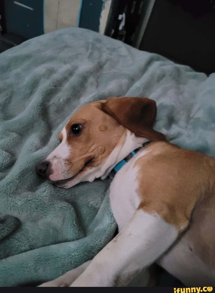 English_foxhound memes. Best Collection of funny English_foxhound ...