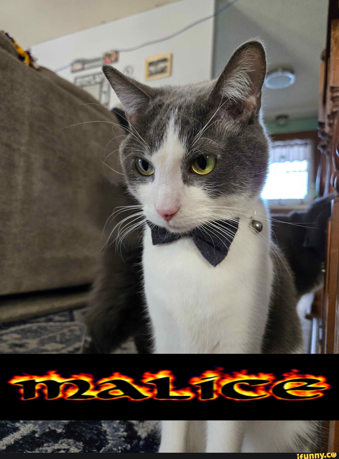 Malice memes. Best Collection of funny Malice pictures on iFunny