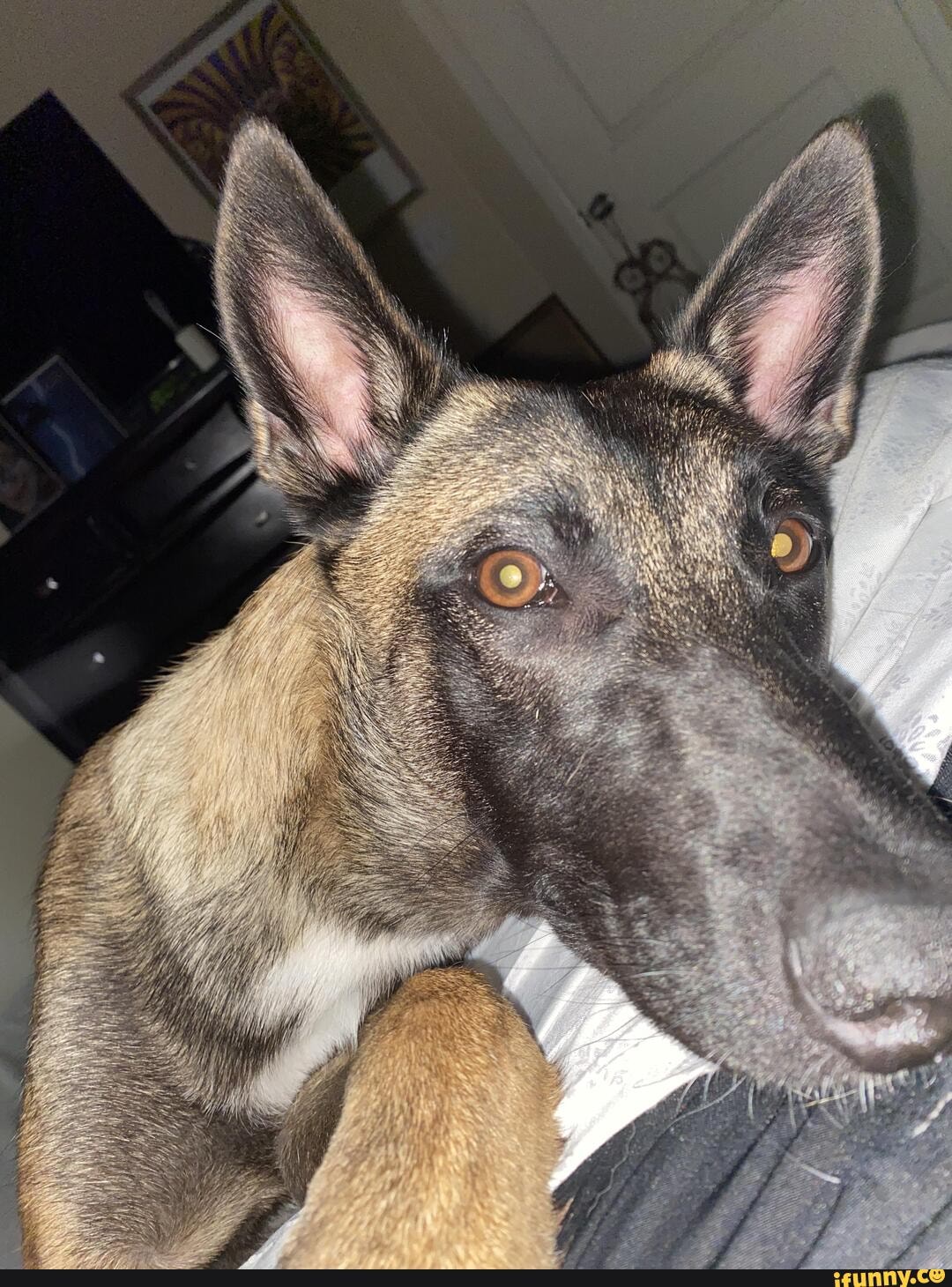 Malinois memes. Best Collection of funny Malinois pictures on iFunny