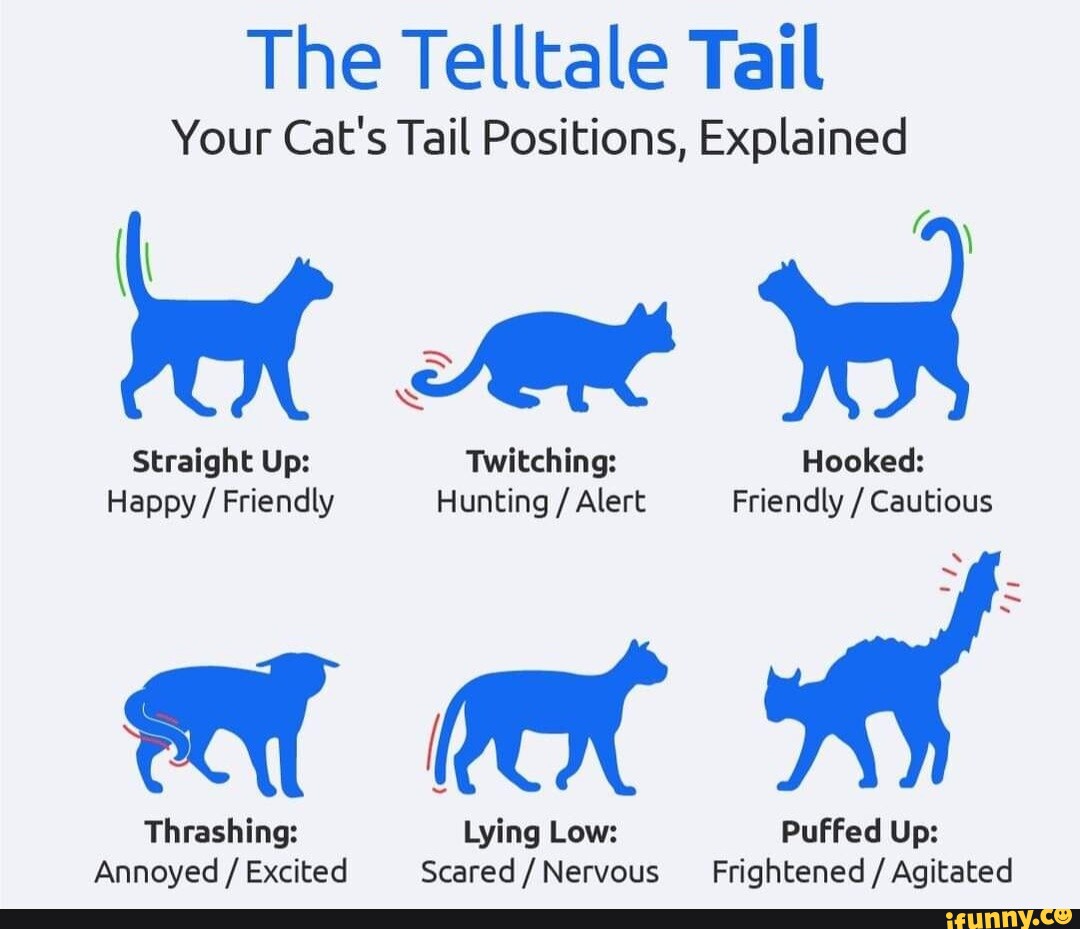 The Telltale Tail Your Cat's Tail Positions, Explained ewe Hooked: Straight Up: Twitching ...