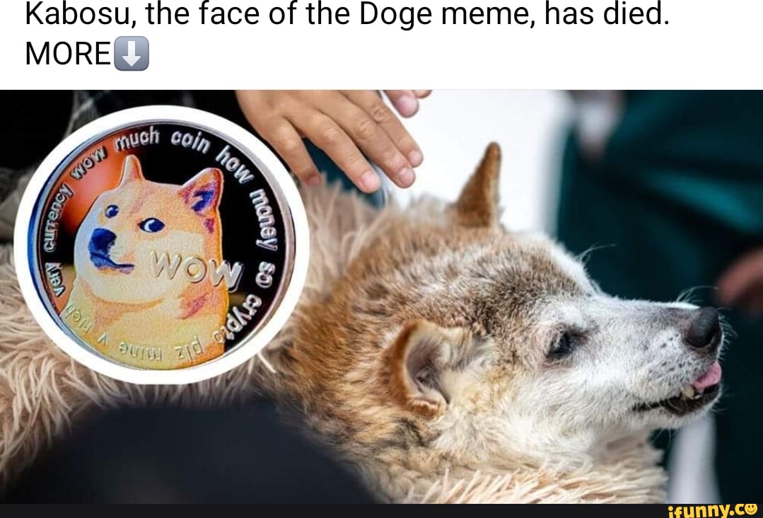 Kabosu, the face of the Doge meme, has died. MORE - iFunny