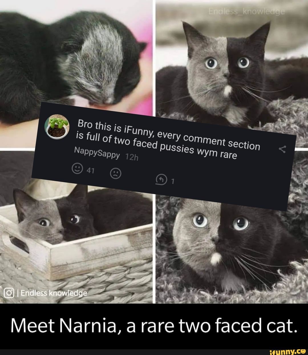 Ole Bro this is An is full two very comment faced Pussies rare ...