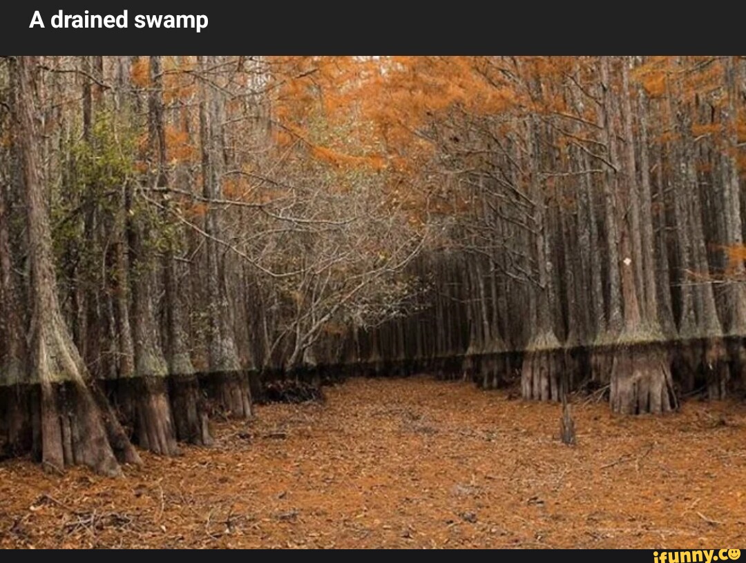 A drained swamp - iFunny