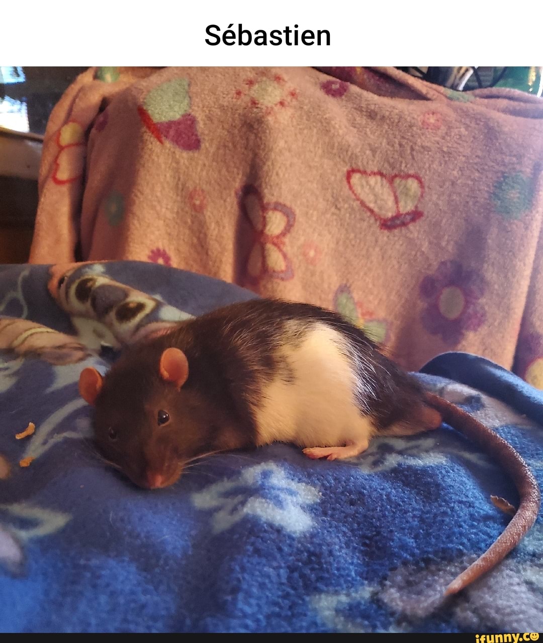 Ratto memes. Best Collection of funny Ratto pictures on iFunny