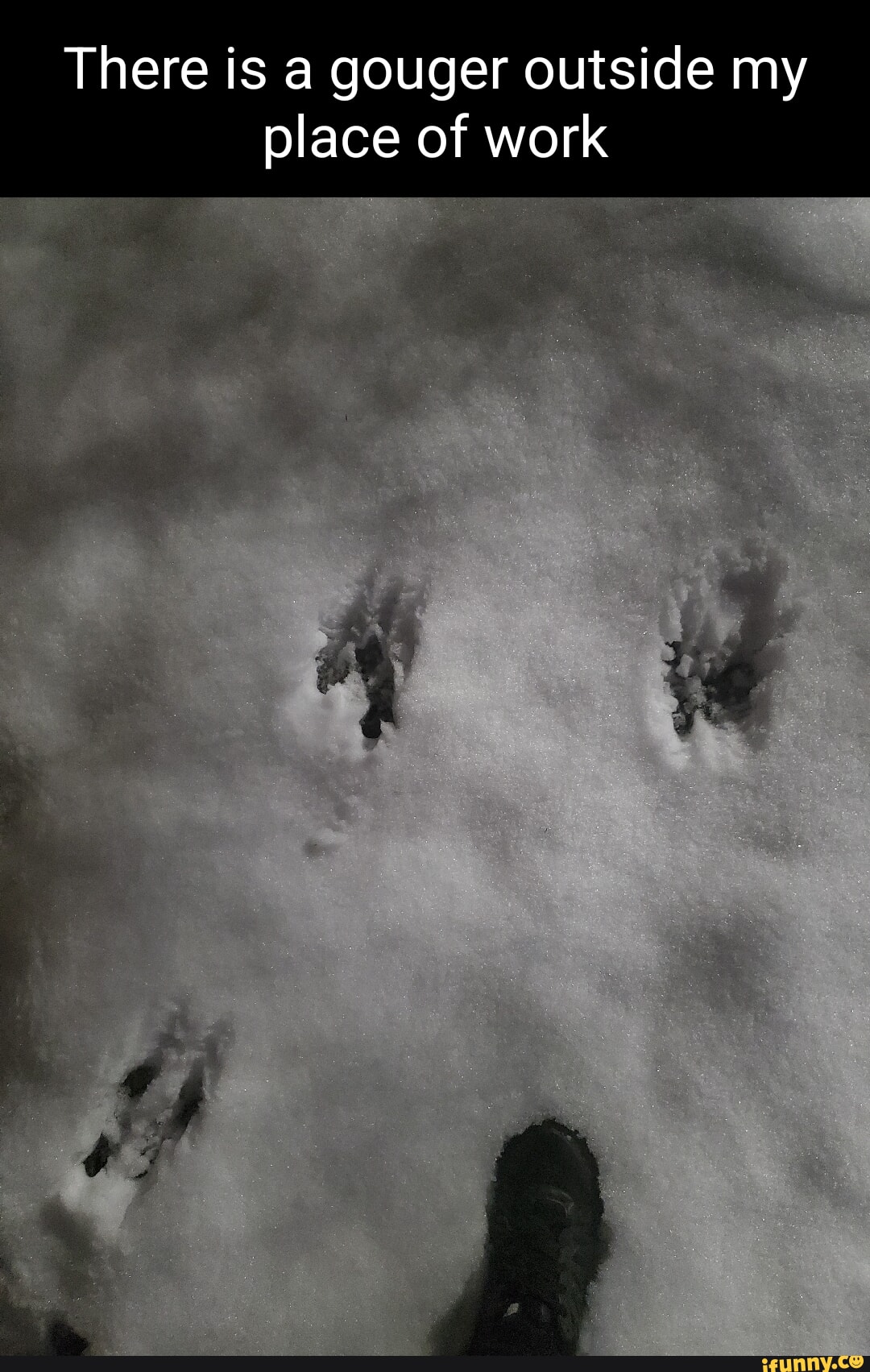 Gouger memes. Best Collection of funny Gouger pictures on iFunny