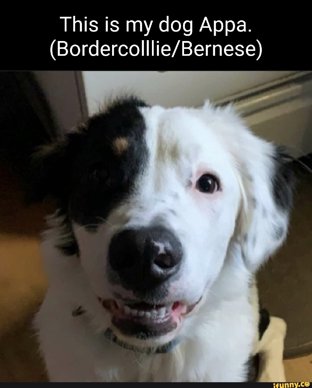 Appa memes. Best Collection of funny Appa pictures on iFunny