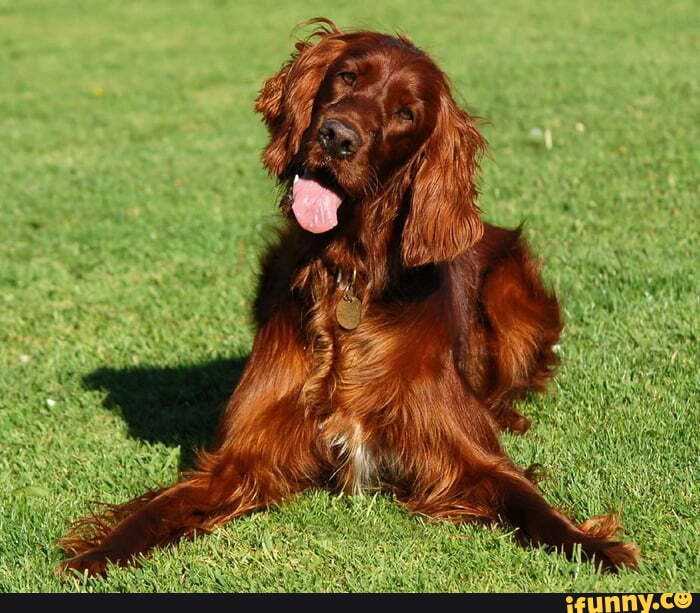 Irish_red_and_white_setter memes. Best Collection of funny Irish_red ...