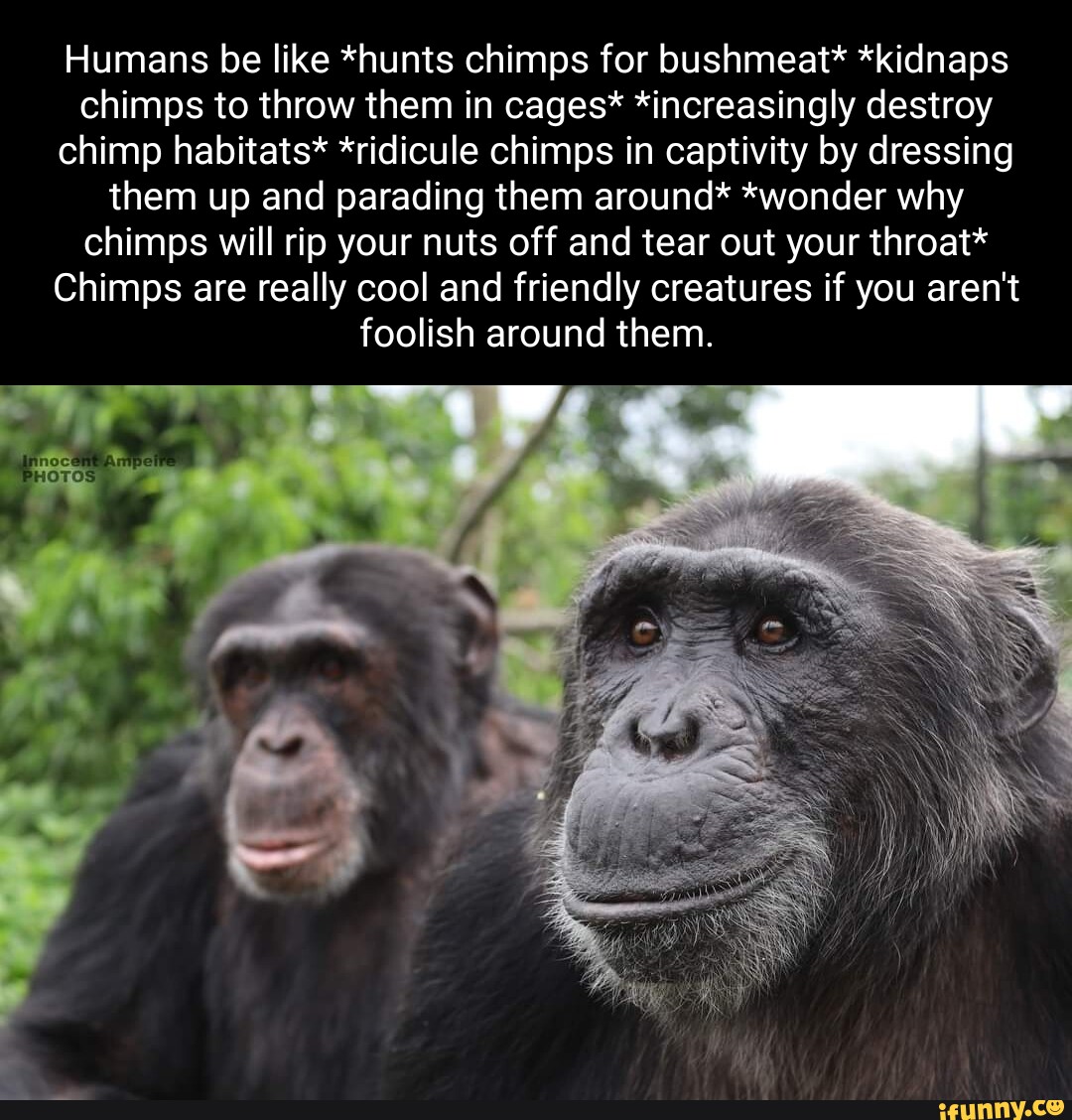 Humans be like *hunts chimps for bushmeat* *kidnaps chimps to throw ...