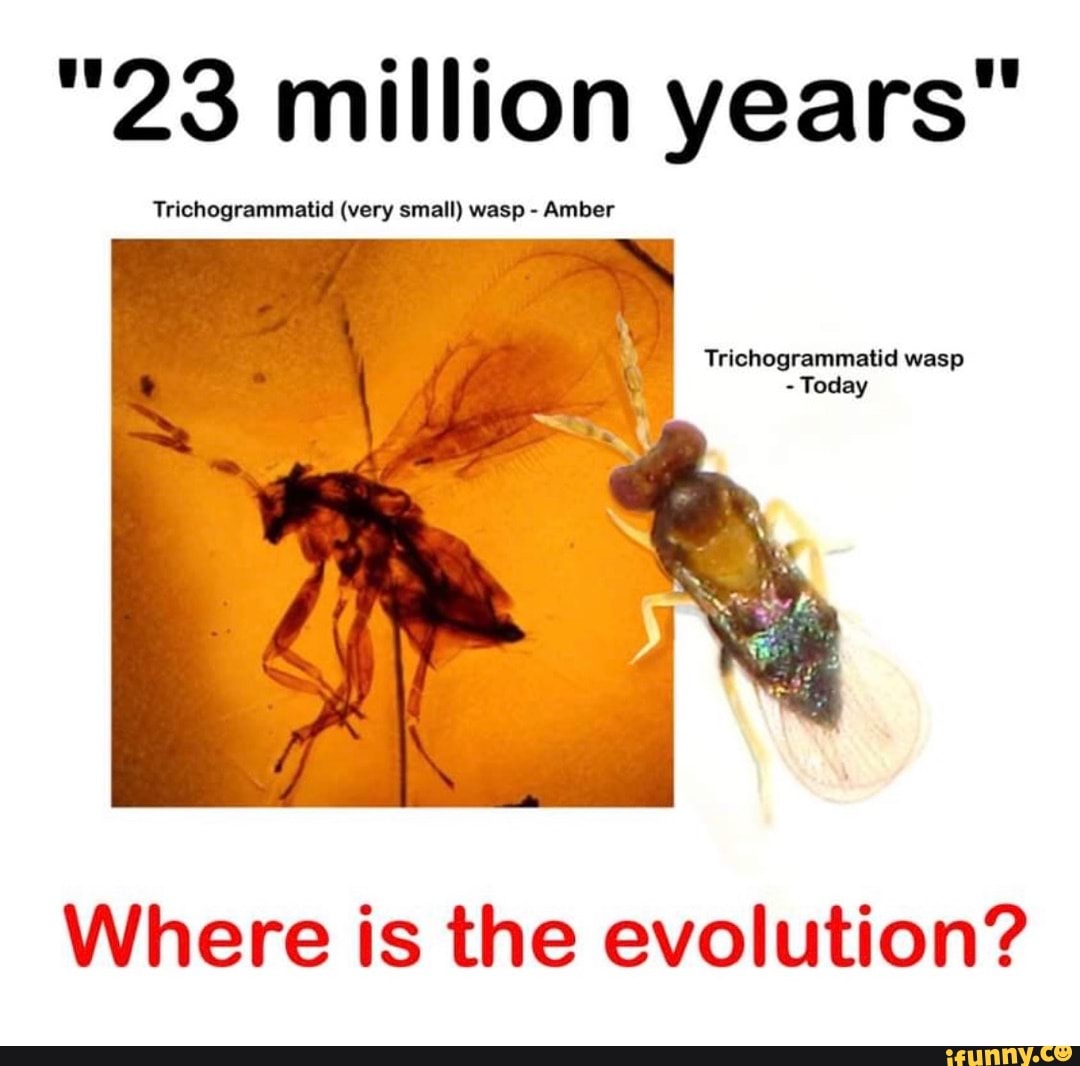 "23 million years" Trichogrammatid (very small) wasp - Amber ...