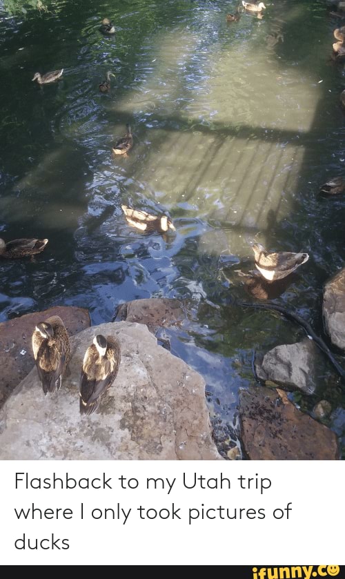 Flashback to my Utah trip where I only took pictures of ducks - We ...