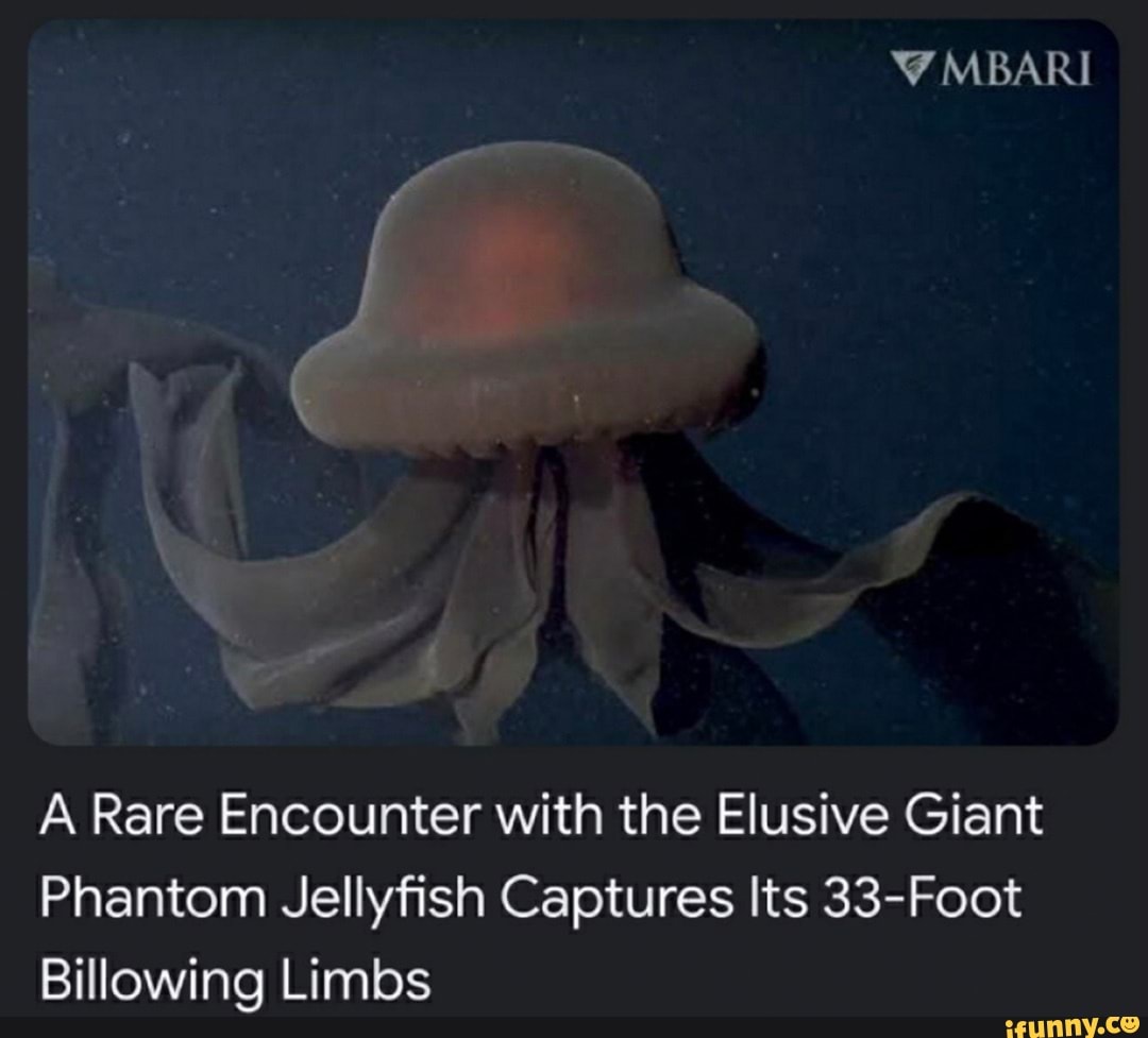 A Rare Encounter with the Elusive Giant Phantom Jellyfish Captures Its ...