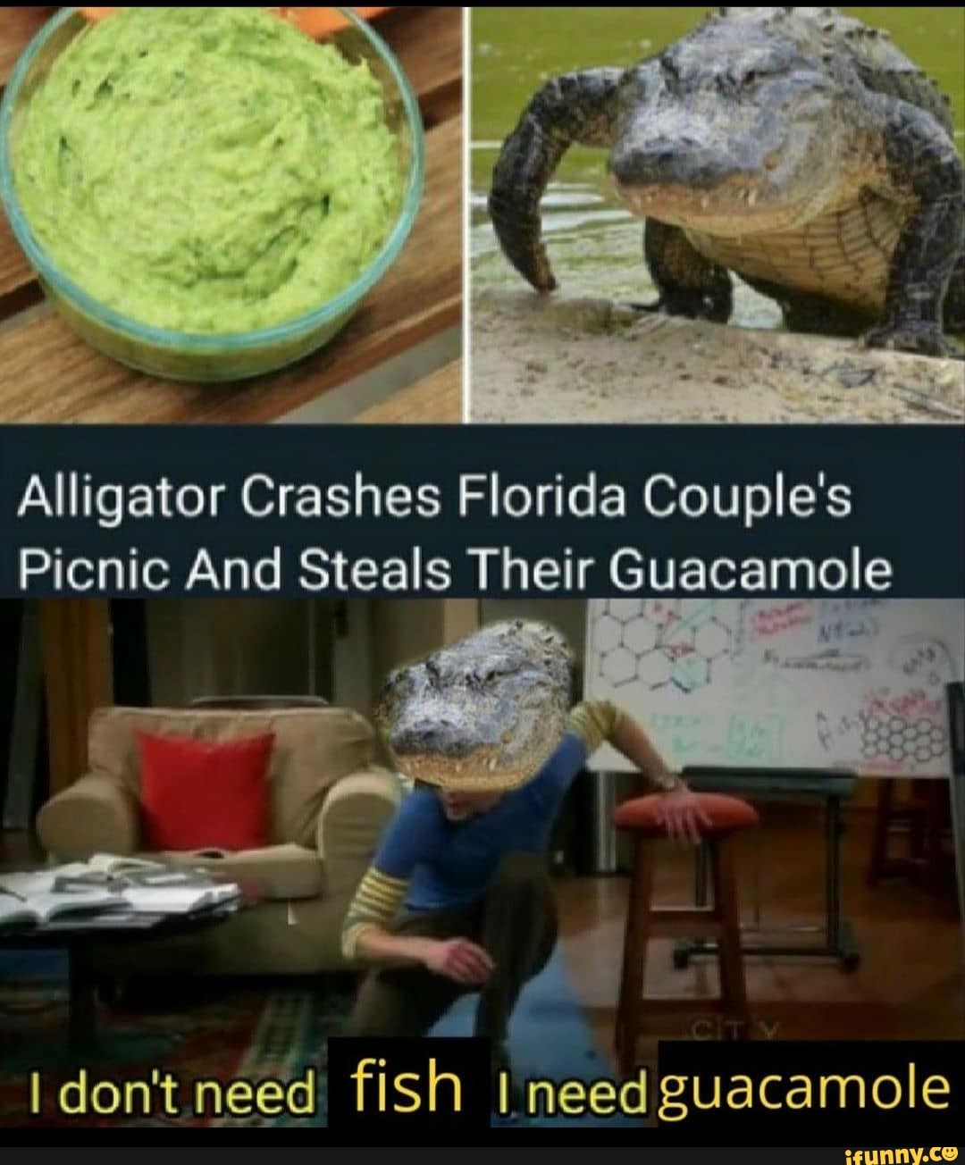 Alligator Crashes Florida Couple's Picnic And Steals Their Guacamole I ...