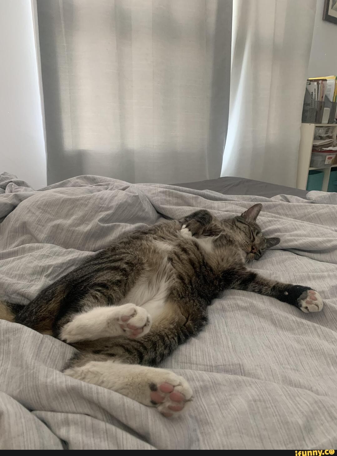 Shaboo memes. Best Collection of funny Shaboo pictures on iFunny