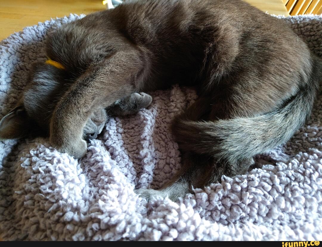 Sleepy snoot - iFunny