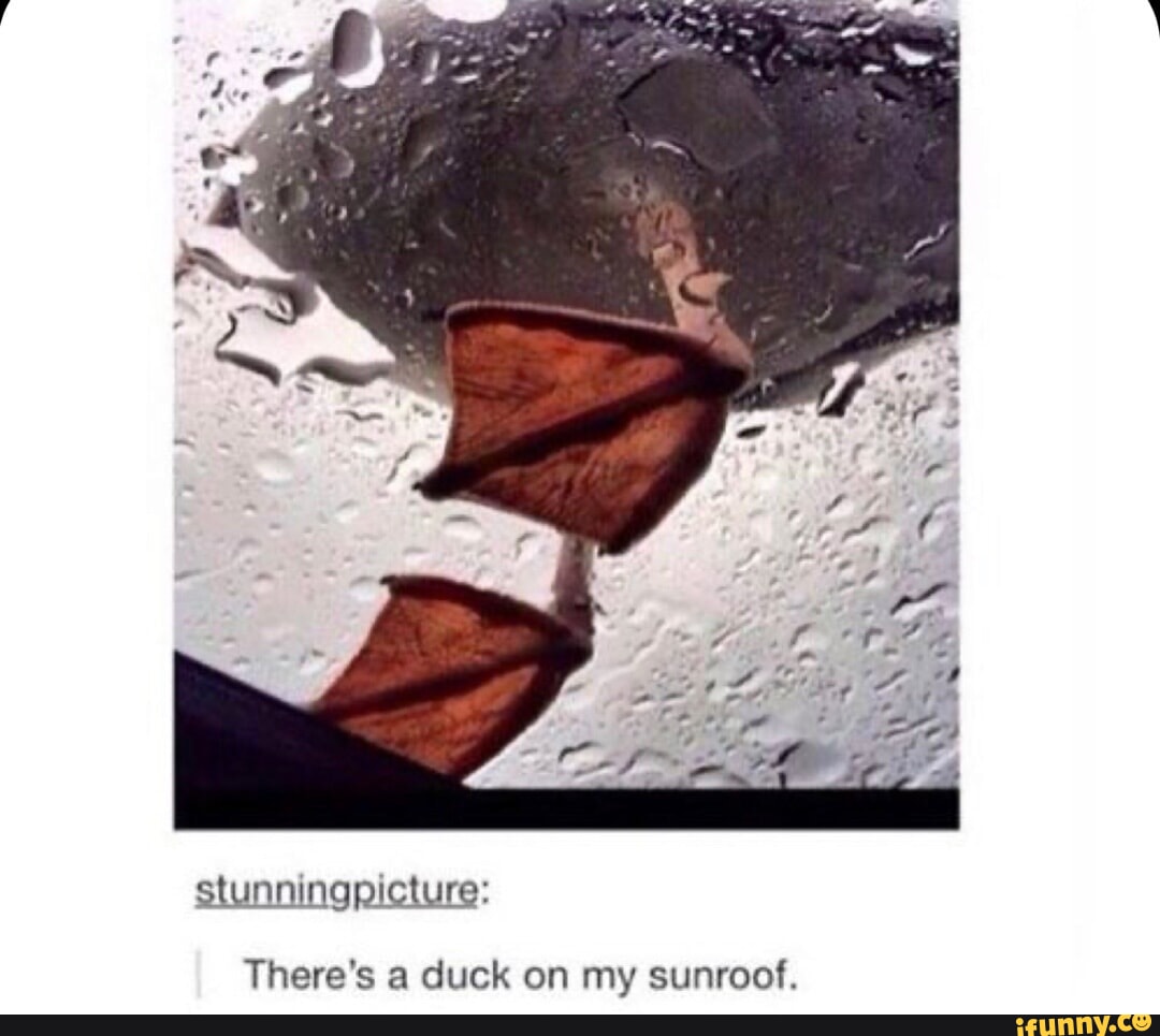 Sunroof memes. Best Collection of funny Sunroof pictures on iFunny