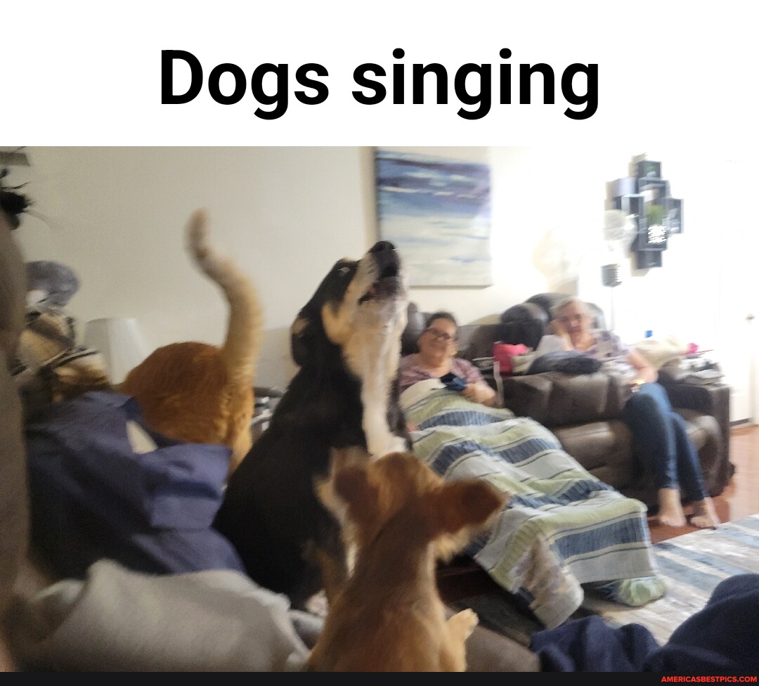 Dogs singing - America’s best pics and videos