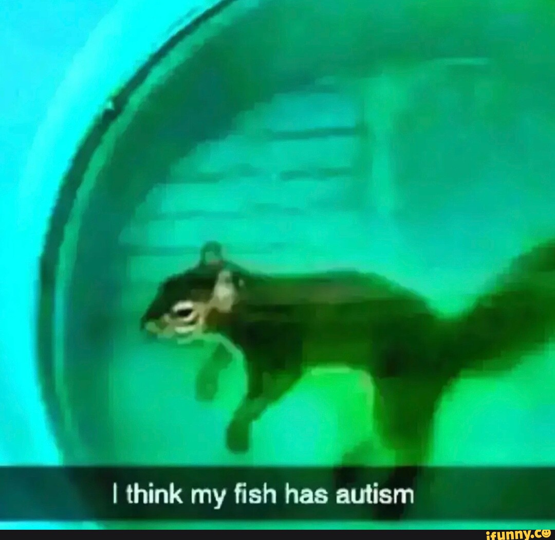 Video memes CaMYrwVUA by mainlain - iFunny