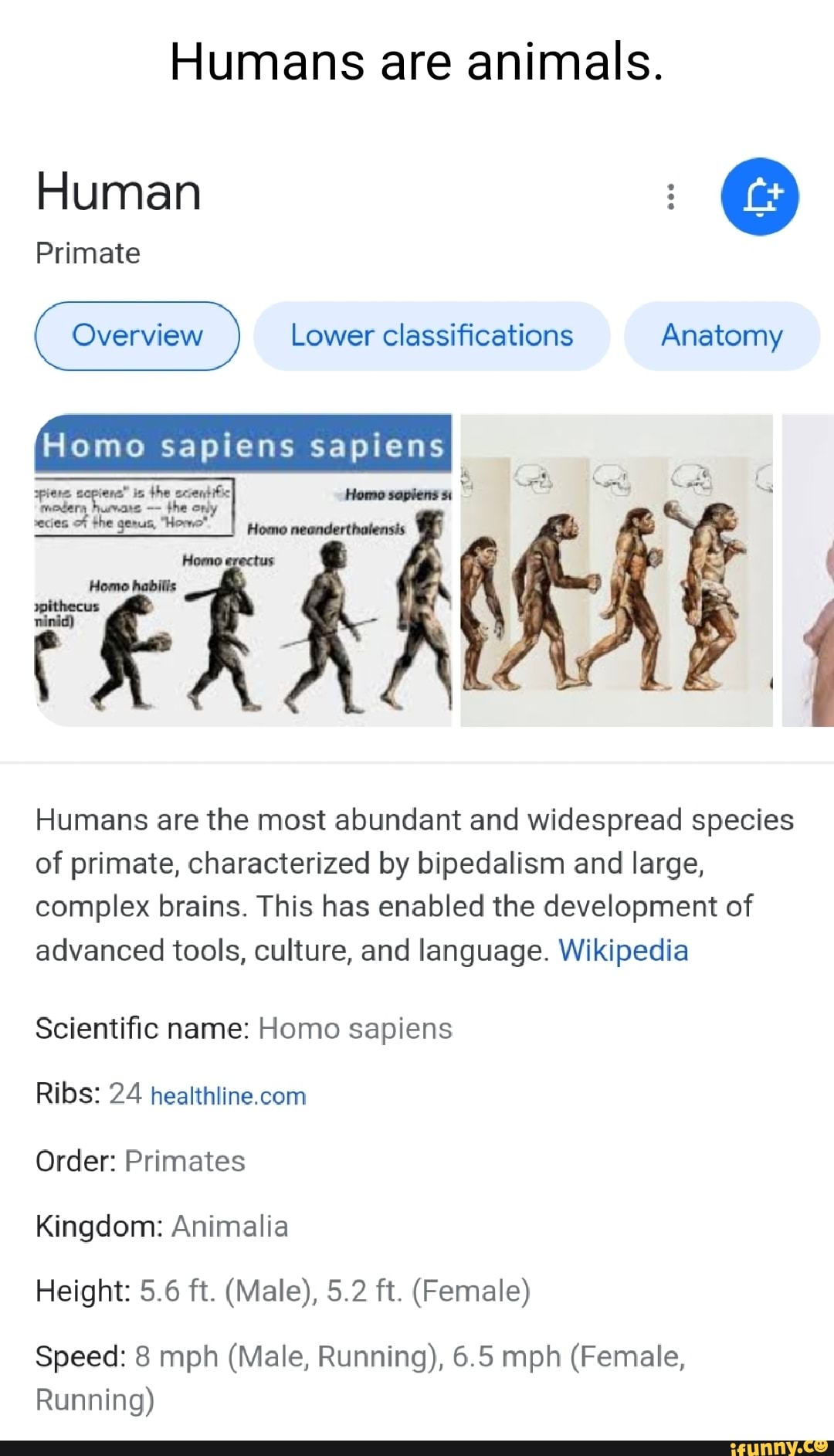 Humans are animals. Human @ Primate Overview Lower classifications ...
