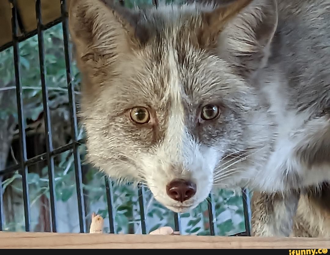 Tfm_opal memes. Best Collection of funny Tfm_opal pictures on iFunny