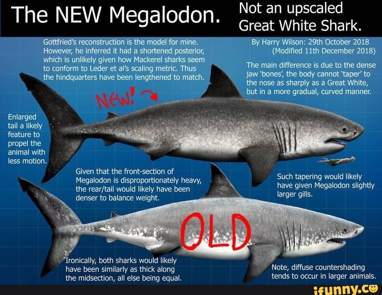 Not an upscaled The NEW Megalodon. Great White Shark. FOF By Harry ...