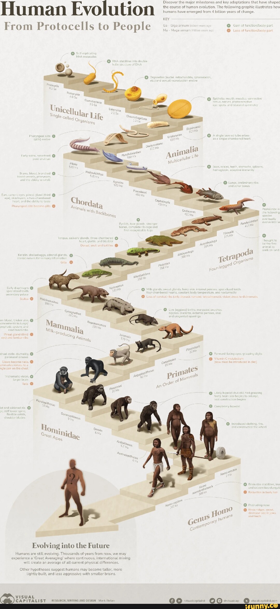 Discover the major milestones and key adaptations that have shaped the ...