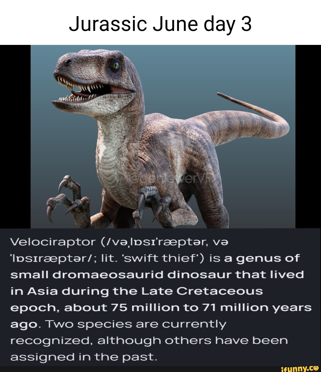 Jurassic June day 3 Velociraptor (/valosi'reepter, va 'lostreepter ...