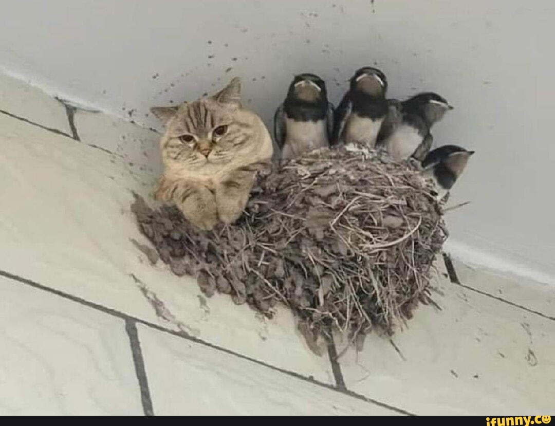 Bodyguard memes. Best Collection of funny Bodyguard pictures on iFunny