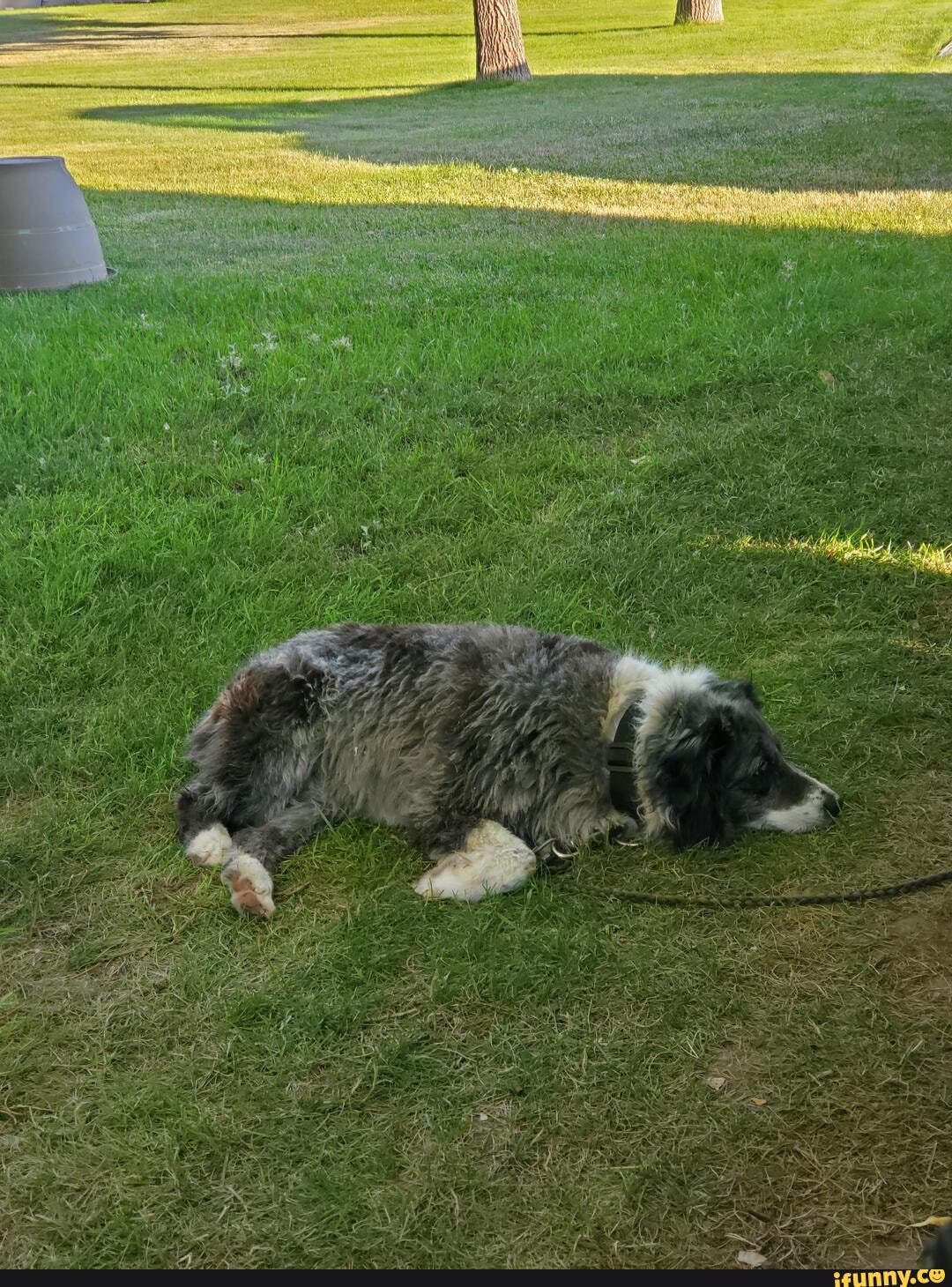 Australian_shepherd memes. Best Collection of funny Australian_shepherd ...