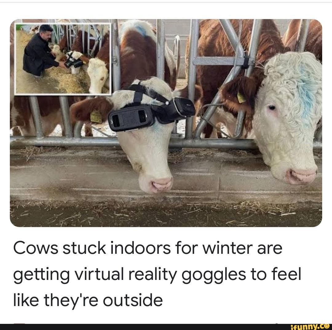 Awesome. Population One will be fun again! - Cows stuck indoors for ...