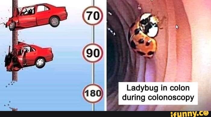 Ladybug in colon during colonoscopy - iFunny